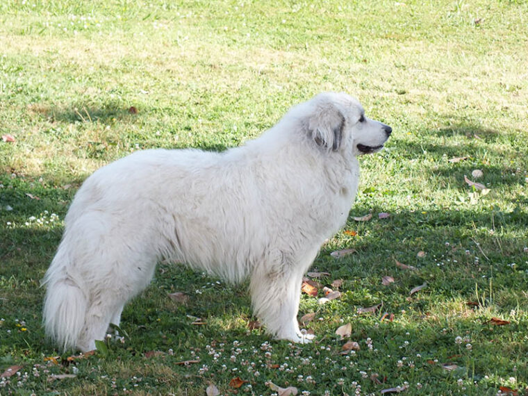 12 Great Pyrenees Pros & Cons You Should Know | Hepper Pet Resources
