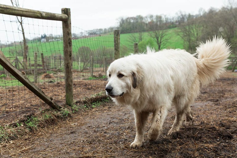 12 Great Pyrenees Pros & Cons You Should Know | Hepper Pet Resources