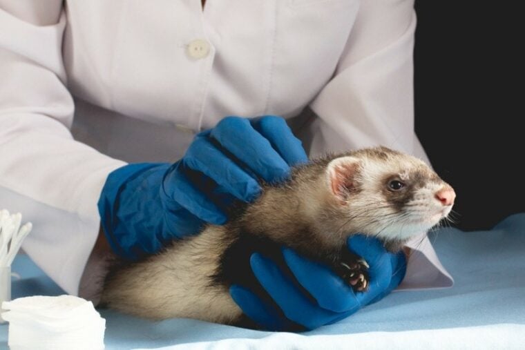 How Much Do Ferrets Cost in 2025? Updated Price Guide | Hepper Pet ...