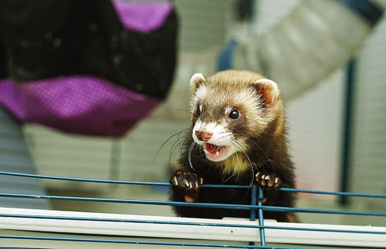 Do Ferrets Bite? Our Vet Identifies Reasons, Explanations & Provides ...
