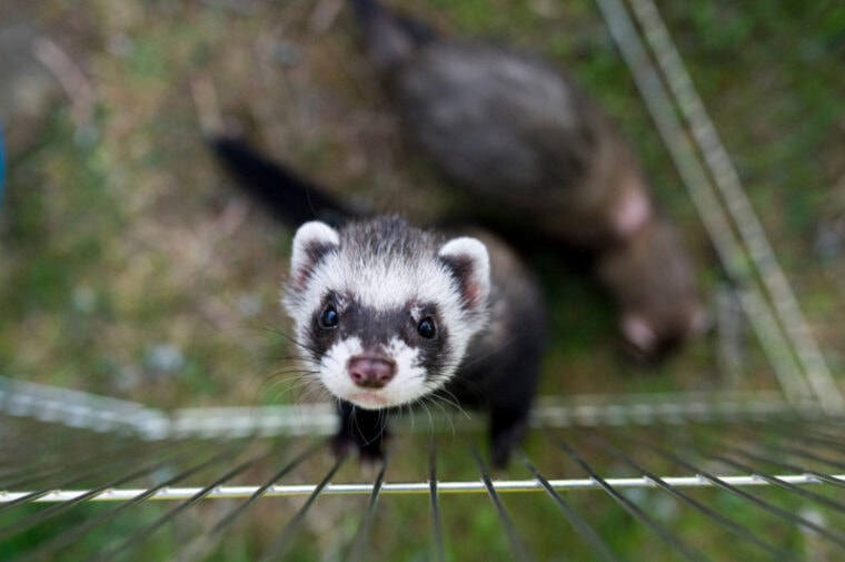 How Long Do Ferrets Live? Vet-Reviewed Average Lifespan, Data & Care ...