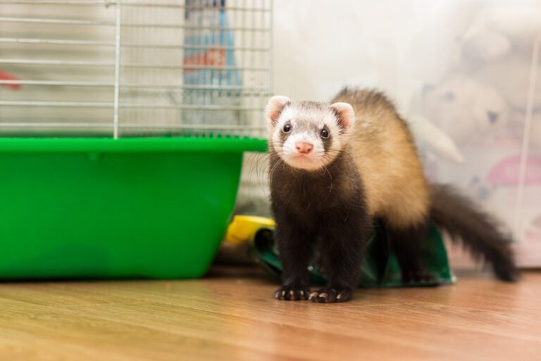 How Often Do Ferrets Poop? Vet-Approved Digestive Facts & FAQ | Hepper ...