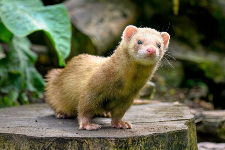 How Much Do Ferrets Cost in 2026? Updated Price Guide | Hepper Pet ...