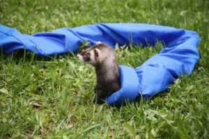 5 DIY Ferret Tunnel Systems (With Pictures) | Hepper Pet Resources