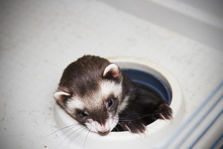 5 DIY Ferret Tunnel Systems (With Pictures) | Hepper Pet Resources