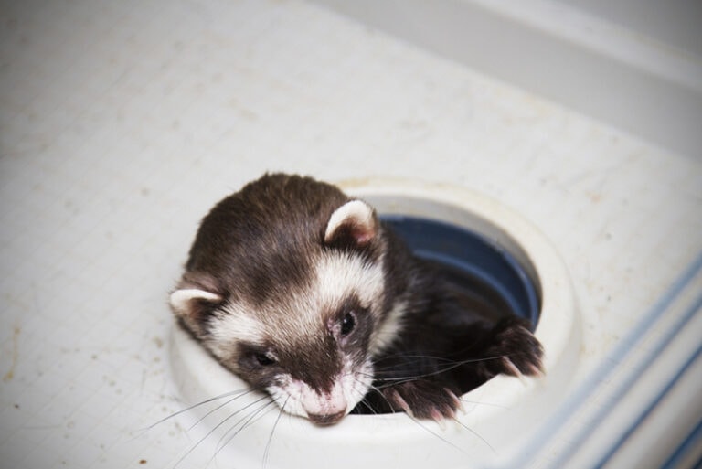 5 DIY Ferret Tunnel Systems (With Pictures) | Hepper Pet Resources