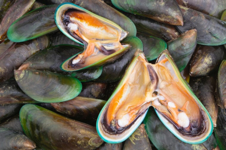 Green Lipped Mussels for Dogs: Vet Approved Benefits, Side Effects ...