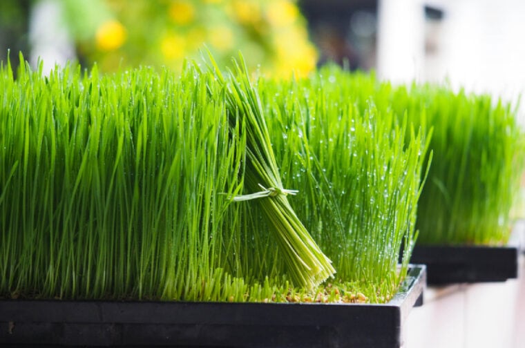 Can Guinea Pigs Eat Wheatgrass? Vet-Reviewed Facts & Safety Guide ...