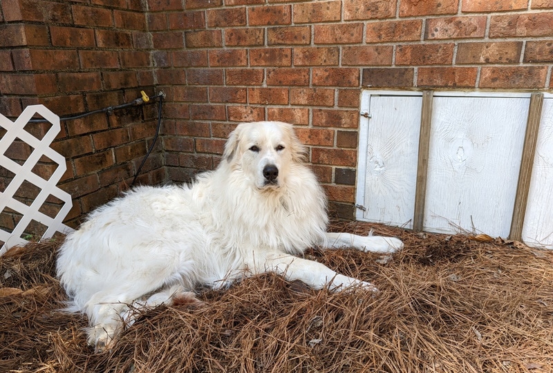 20 Surprising Great Pyrenees Facts | Hepper Pet Resources