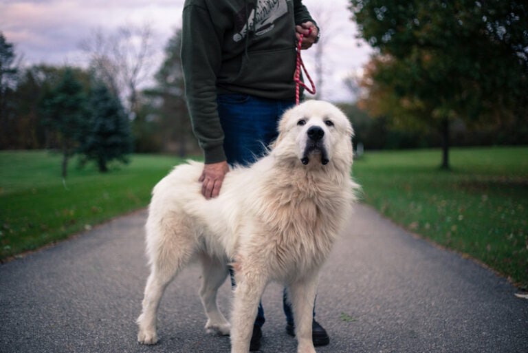 How Big Does a Great Pyrenees Get? With Growth & Weight Chart | Hepper ...
