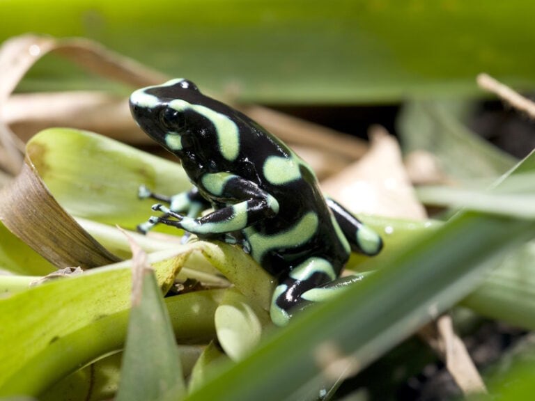 Green and Black Poison Dart Frog: Lifespan, Diet, Pictures & Care Guide ...