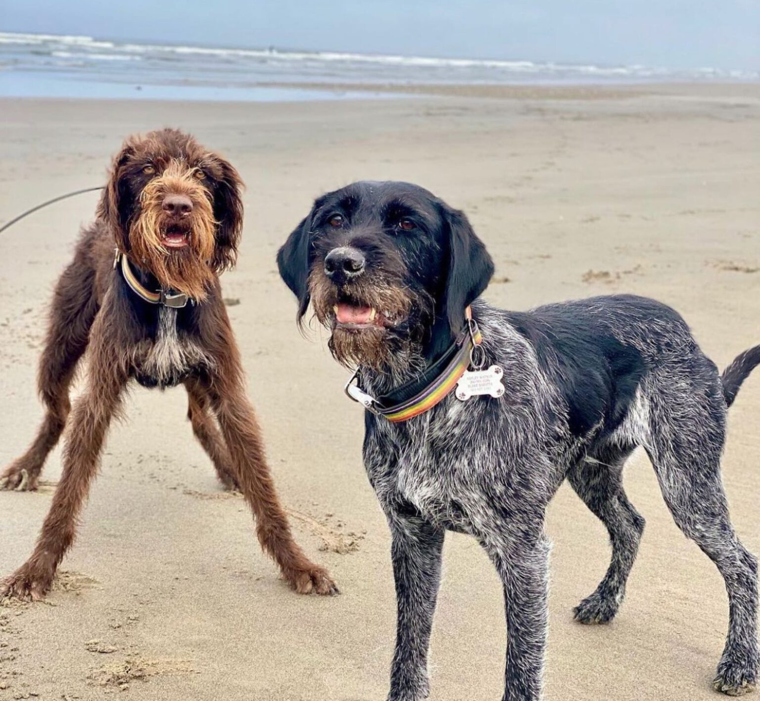 Griffondor (Wirehaired Pointing Griffon Labrador Mix): Info, Pictures ...