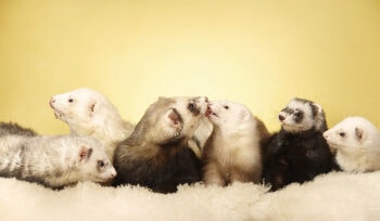 8 Types of Ferret Colors (With Info & Pictures) | Hepper Pet Resources