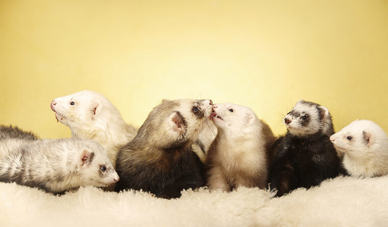 8 Types of Ferret Colors (With Info & Pictures) | Hepper Pet Resources