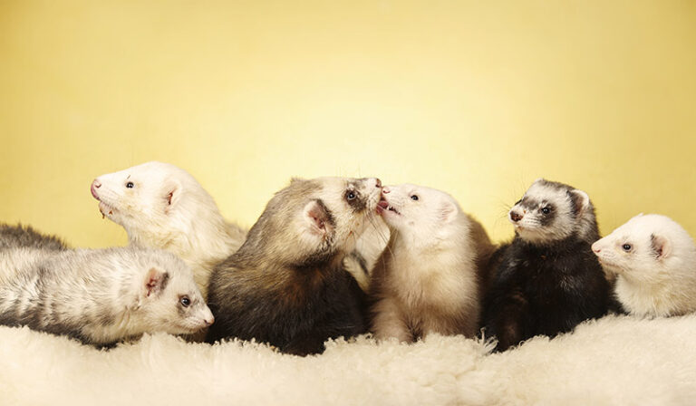 Cinnamon Ferret: Info, Care, Pictures, Habitat & Traits | Hepper Pet ...