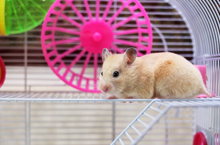 Where to Buy a Hamster in 2026: Adoption, Pet Stores & Online | Hepper ...
