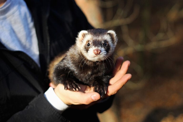 How to Train a Ferret: 10 Vet-Approved Tips & Tricks | Hepper Pet Resources