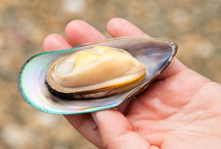 Green Lipped Mussel for Cats: Vet-Verified Pros, Cons & Benefits ...