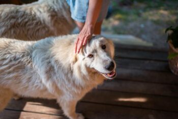 Great Pyrenees Haircuts & Grooming: 11 Expert Tips | Hepper Pet Resources
