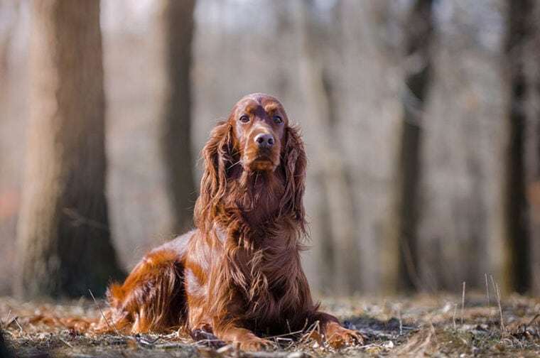Irish Setter Breed Info: Pictures, Personality & Facts | Hepper Pet ...