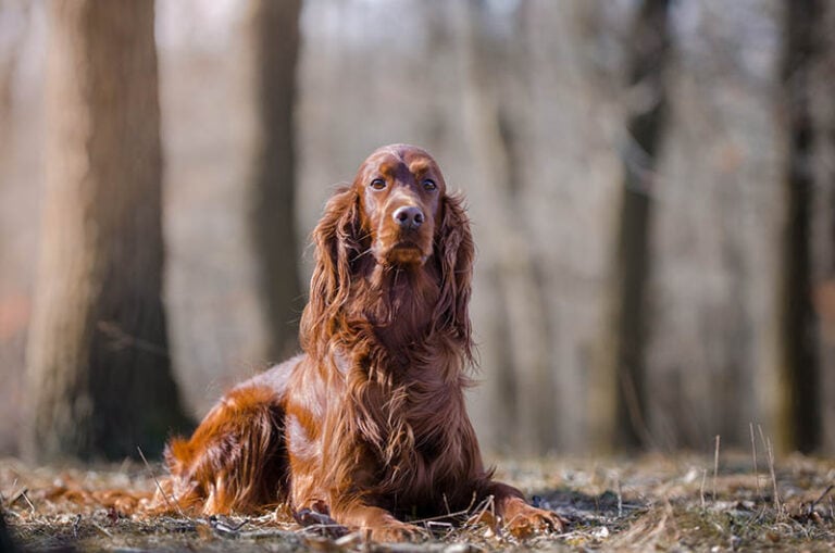 Irish Setter Breed Info: Pictures, Personality & Facts | Hepper Pet ...