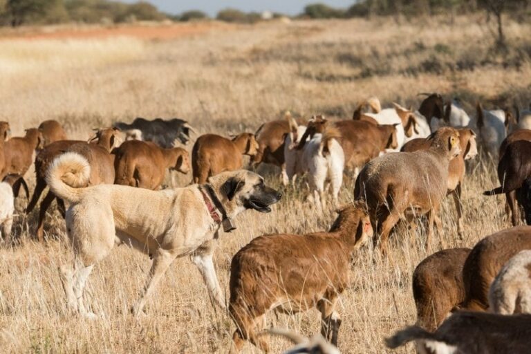 11 Livestock Guardian Dog Breeds (LGD): Info, Pictures, Facts & History ...