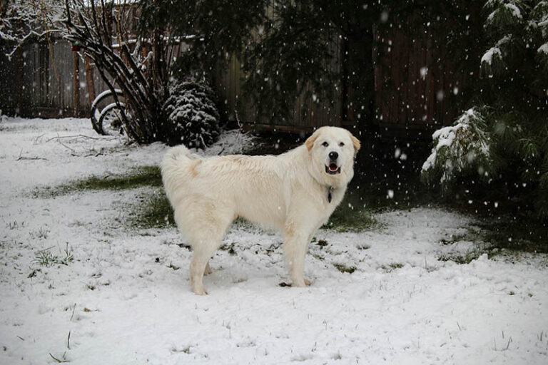 How to Train a Great Pyrenees: 10 Expert Tips | Hepper Pet Resources