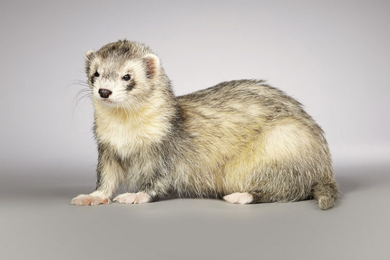 8 Types of Ferret Colors (With Info & Pictures) | Hepper Pet Resources