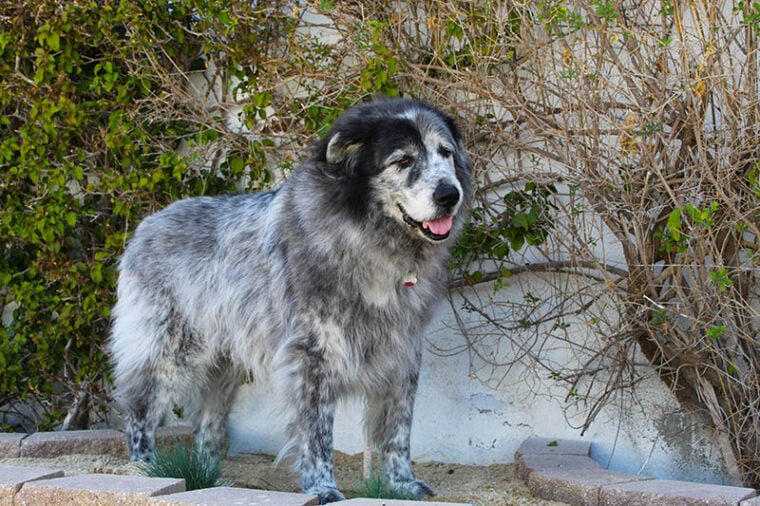 12 Great Pyrenees Mixes: Info, Pictures, Facts & History | Hepper Pet ...