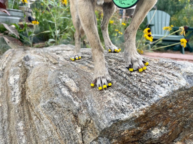 Dr. Buzby’s ToeGrips For Dogs Review 2026: Our Expert’s Opinion ...