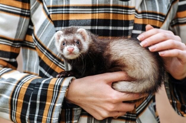 How Do Ferrets Show Affection? Signs Your Pet Loves You | Hepper Pet Resources