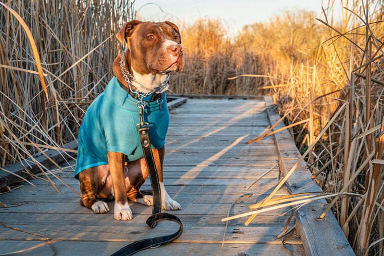 My Dog Ate Maggots: Vet Approved Facts, Risks & What to Do | Hepper Pet ...