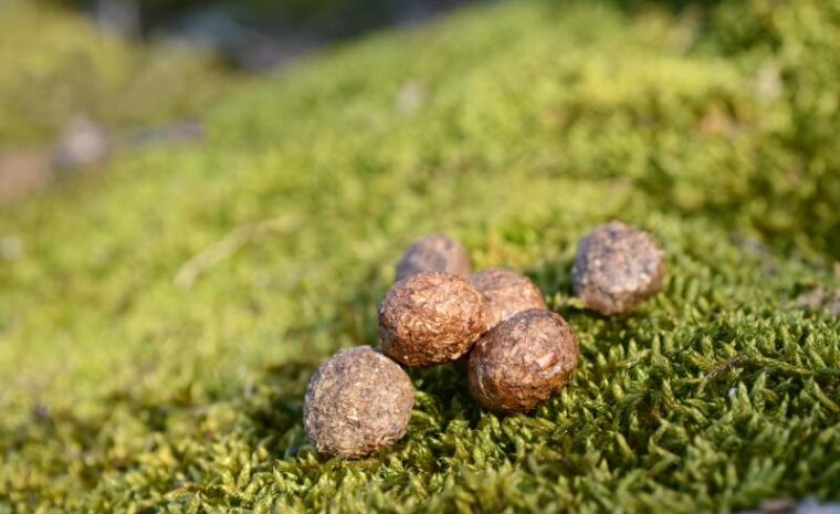 My Dog Ate Rabbit Poop: Here’s What to Do (Vet-Reviewed Guide) | Hepper ...