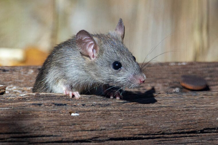 Dog Bitten by a Rat? Our Vet Explains What to Do Now | Hepper Pet Resources