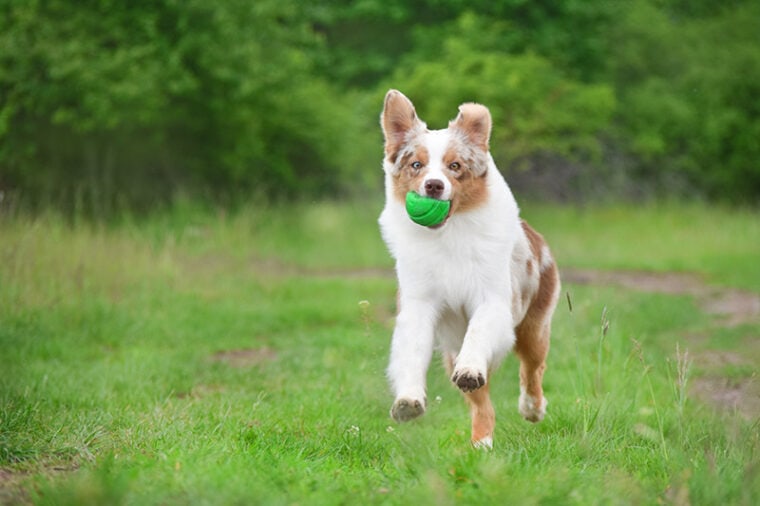 Red Merle Australian Shepherd: Pictures, Facts & History | Hepper Pet ...