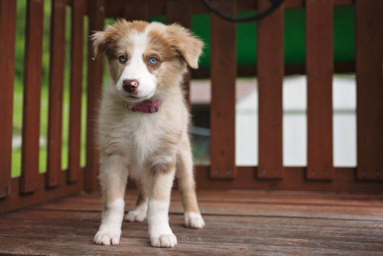 Do Puppy Eyes Change Color? Vet-Verified Facts & FAQ | Hepper Pet Resources