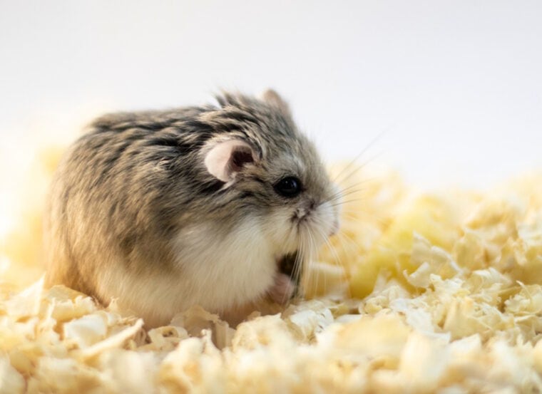 Roborovski Dwarf Hamster: Pictures, Temperament, Diet, Care Guide ...