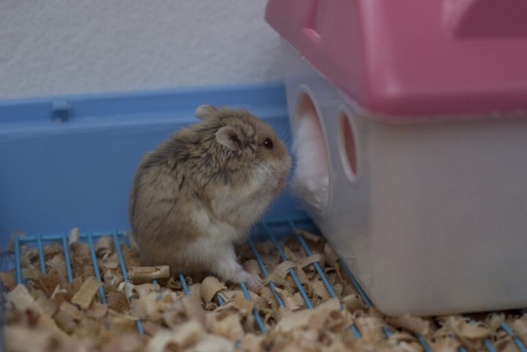 Roborovski Dwarf Hamster: Pictures, Temperament, Diet, Care Guide ...
