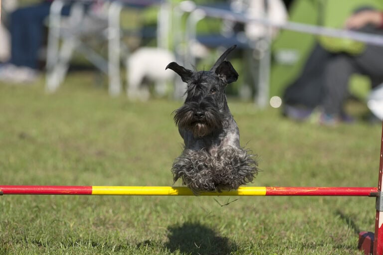16 Scottish Terrier Pros & Cons You Should Know | Hepper Pet Resources