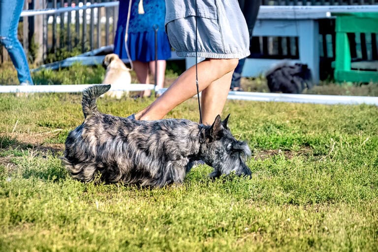 16 Scottish Terrier Pros & Cons You Should Know | Hepper Pet Resources