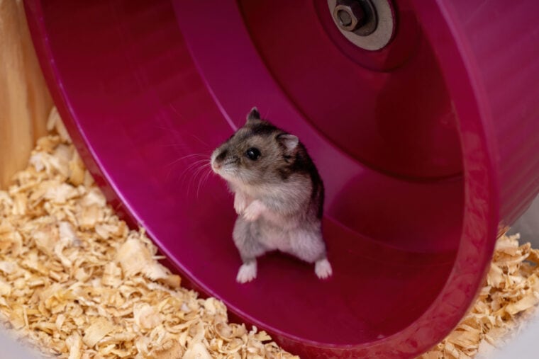 Can Hamsters Live Together in the Same Cage? Types & Vet-Verified ...