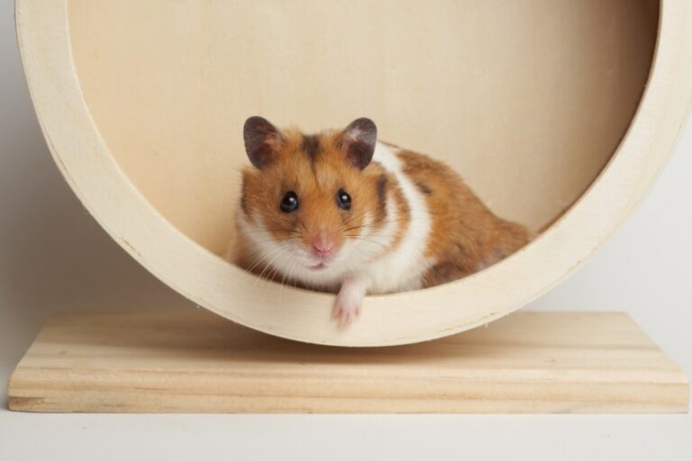 5 Friendliest Hamster Breeds: Info, Pictures, Facts, & History | Hepper ...