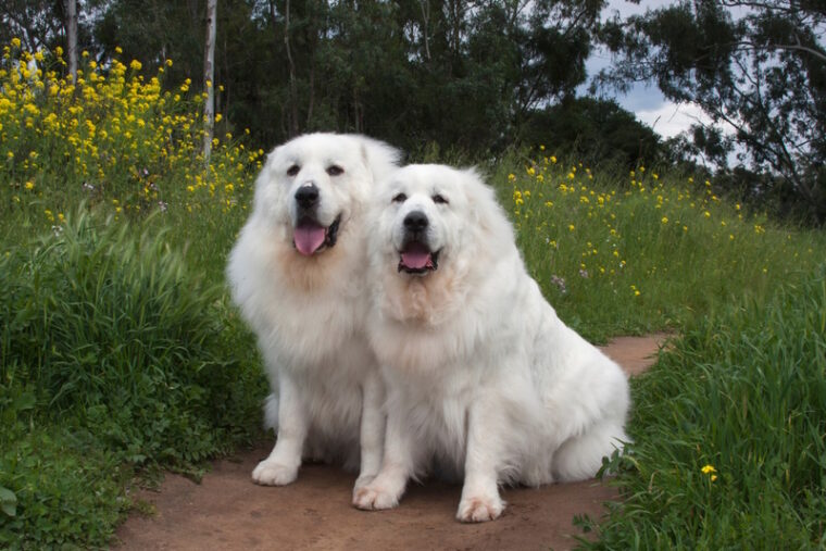6 Great Pyrenees Colors & Markings (With Info & Pictures) | Hepper Pet ...