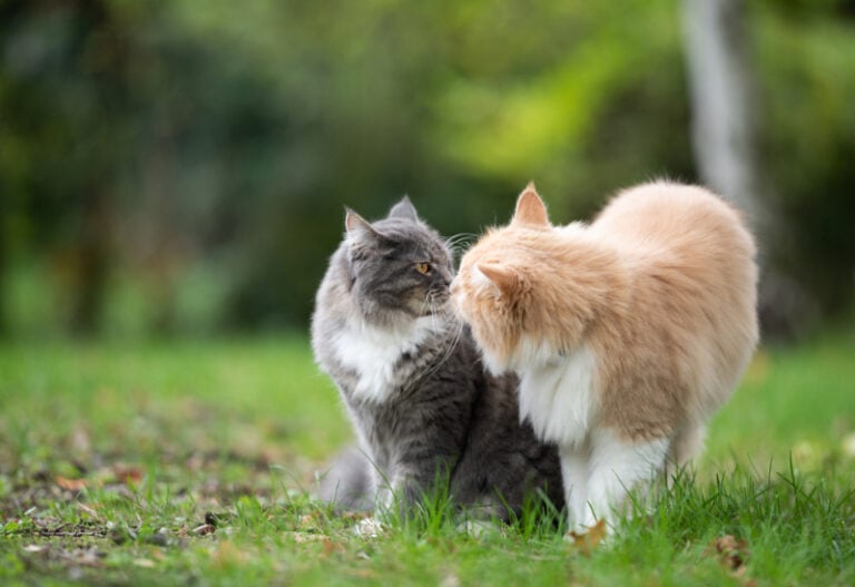 Do Cats Mate for Life? Reasons, Behavior, & Breeding | Hepper Pet Resources