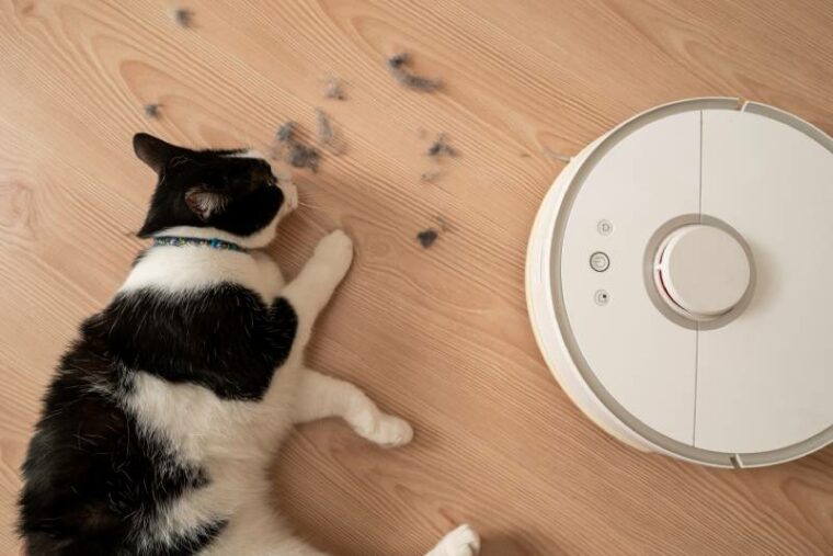 How To Keep a House Clean With Cats:11 Essential Tips | Hepper Pet ...