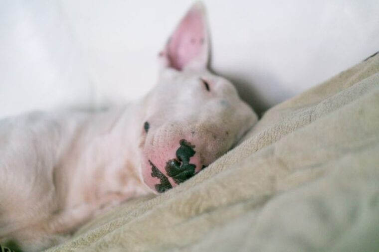 5 Bull Terrier Health Issues to Know About (Vet Answer) | Hepper Pet ...