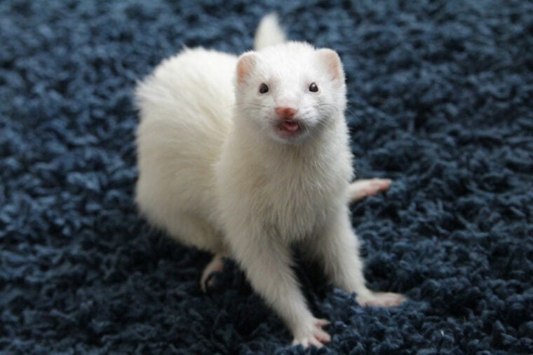 How to Train a Ferret: 10 Vet-Approved Tips & Tricks | Hepper Pet Resources
