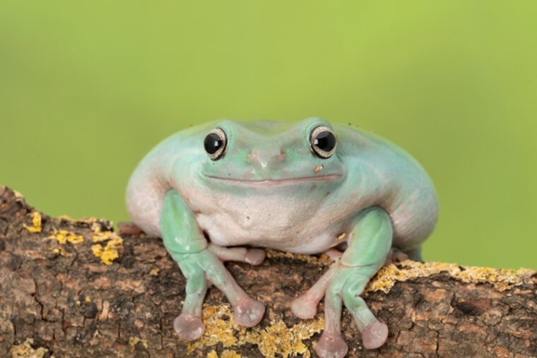 White’s Tree Frog: Lifespan, Diet, Pictures and More | Hepper Pet Resources
