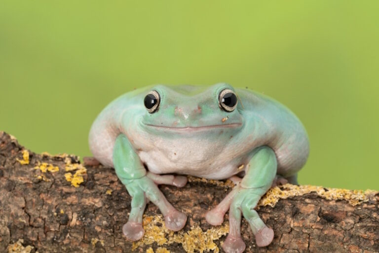 Can Frogs Eat Fish Food? Vet-Verified Nutrition Facts & FAQ | Hepper Pet Resources