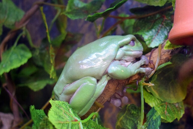 White’s Tree Frog: Lifespan, Diet, Pictures and More | Hepper Pet Resources